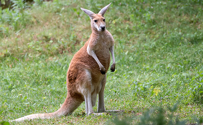 34 Kangaroo Jokes That Will Make You Hop With Laughter