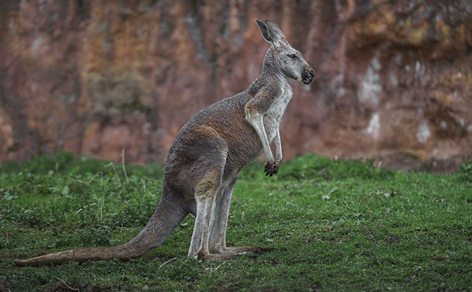 34 Kangaroo Jokes That Will Make You Hop With Laughter