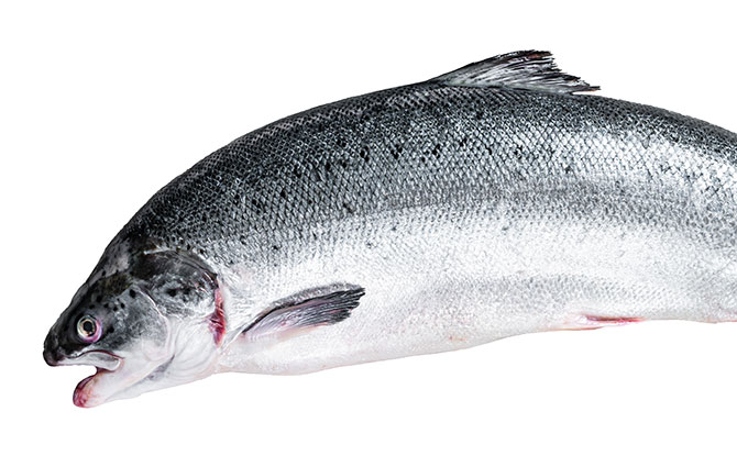 43 Salmon Jokes That Will Leave You Pink With Laughter
