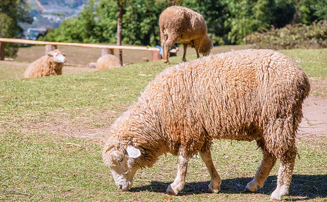 52 Funny Sheep Jokes That Will Get Laughter Because They Are So Baaaad